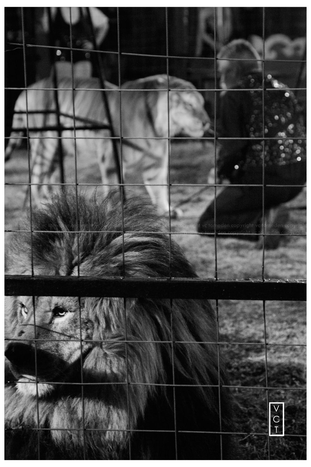 circus series